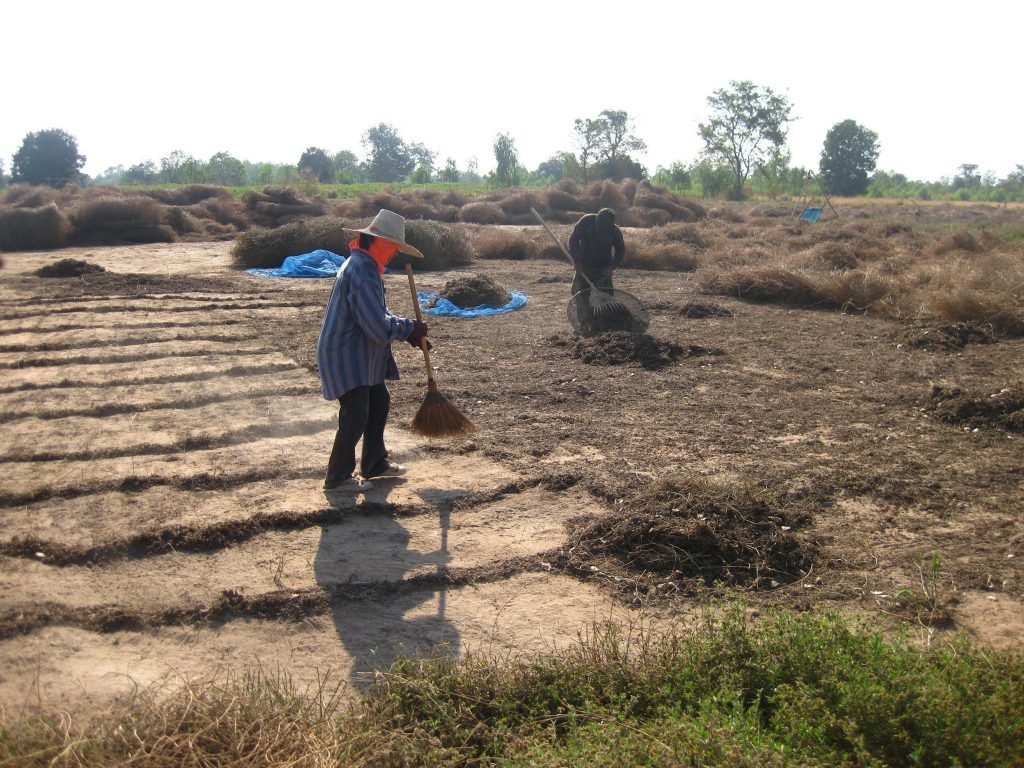 Ubon Stylo – Ubon Forage Seeds