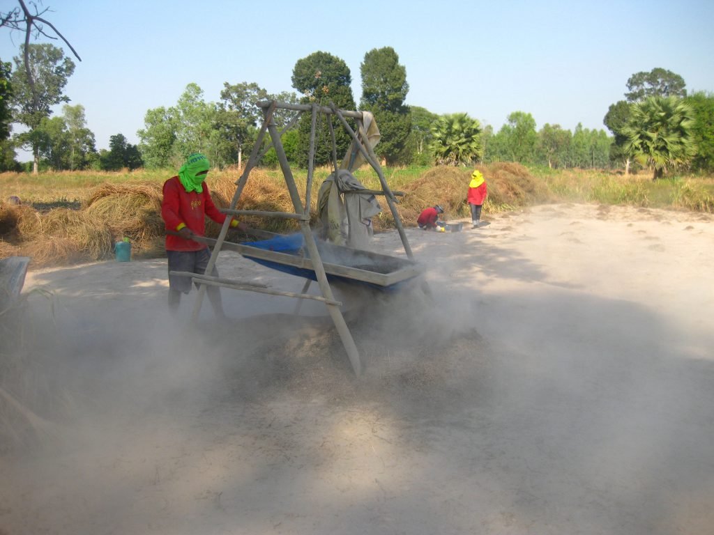 Ubon Stylo – Ubon Forage Seeds