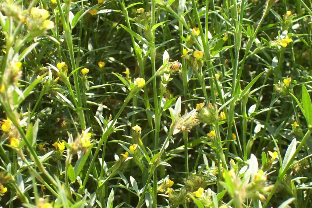 Ubon Stylo – Ubon Forage Seeds