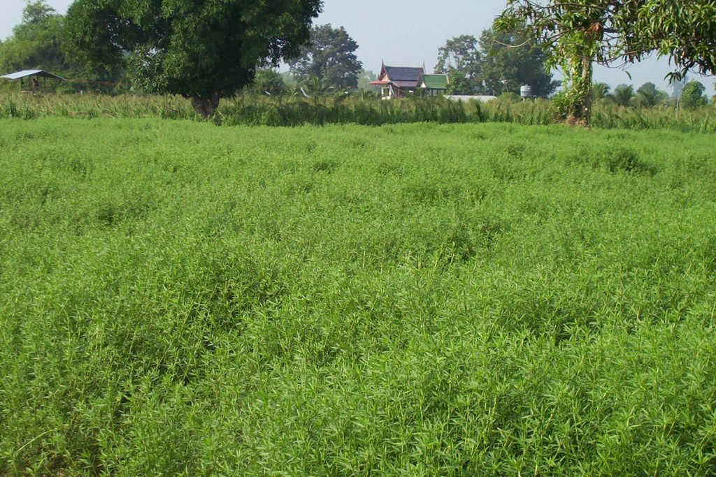 Ubon Stylo – Ubon Forage Seeds